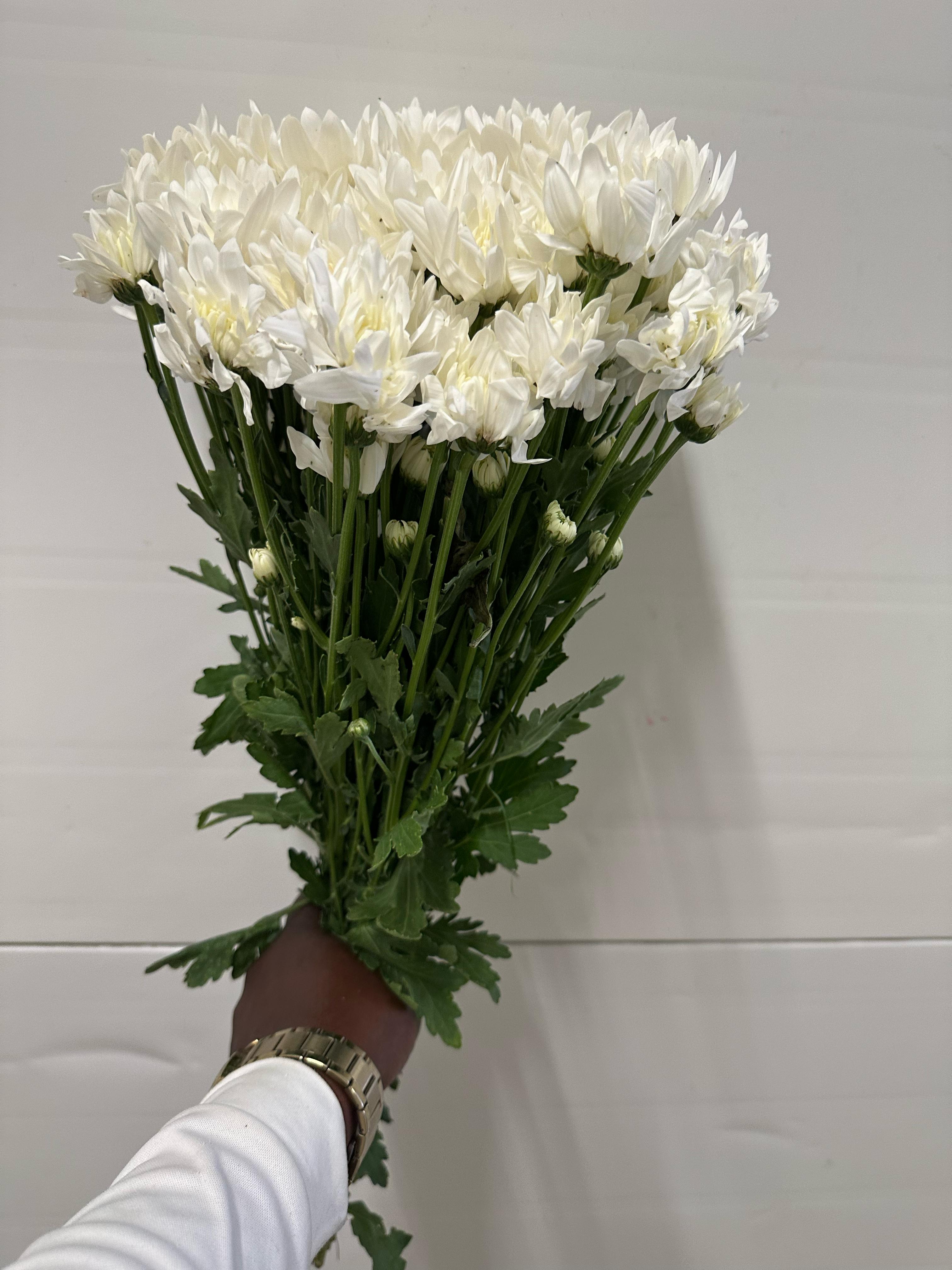 jolly flowers | Exporting Happiness | Nature's Masterpiece, Delivered ...